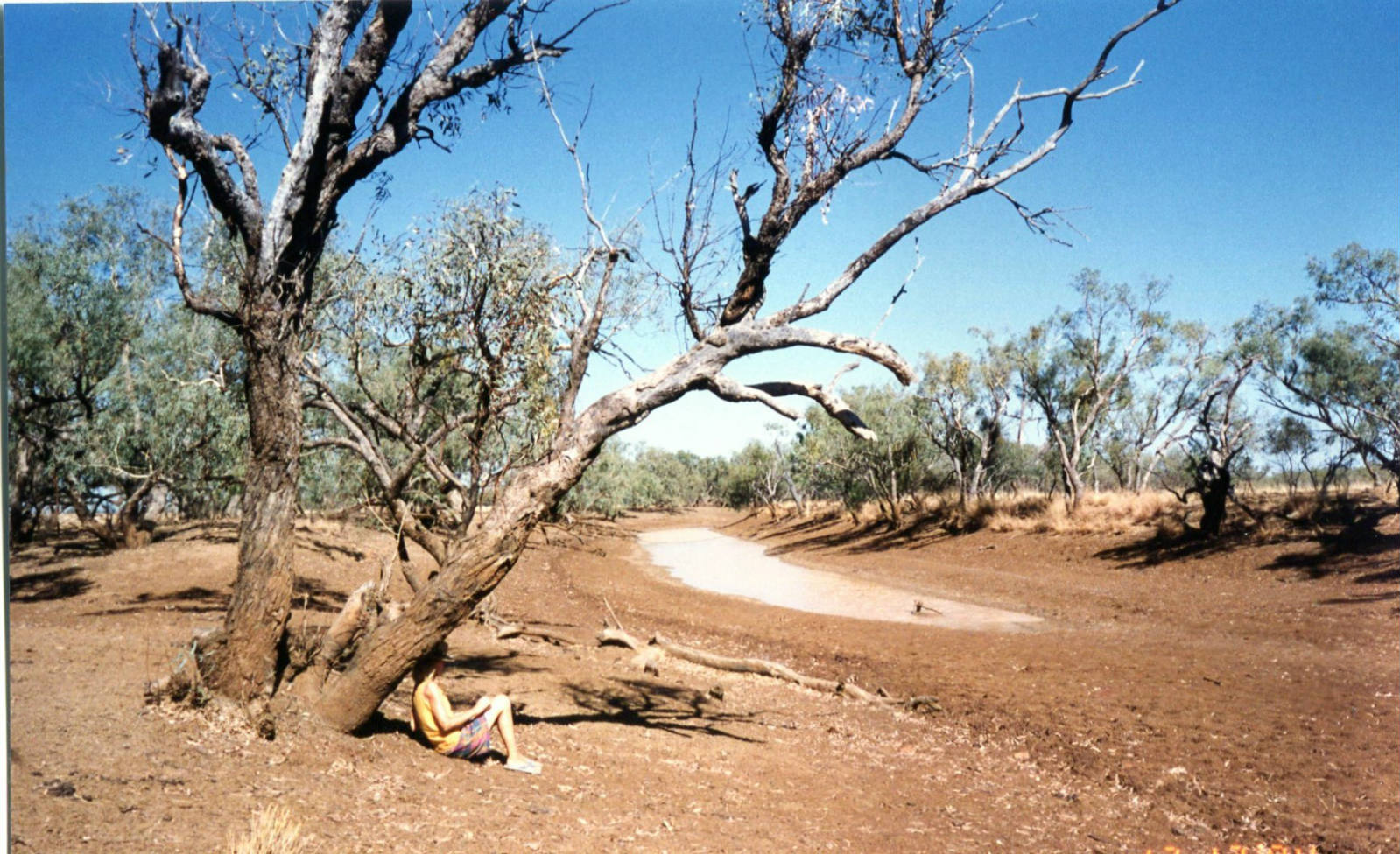 Solve Under the Shade of a Coolibah Tree - 1994 jigsaw puzzle online ...