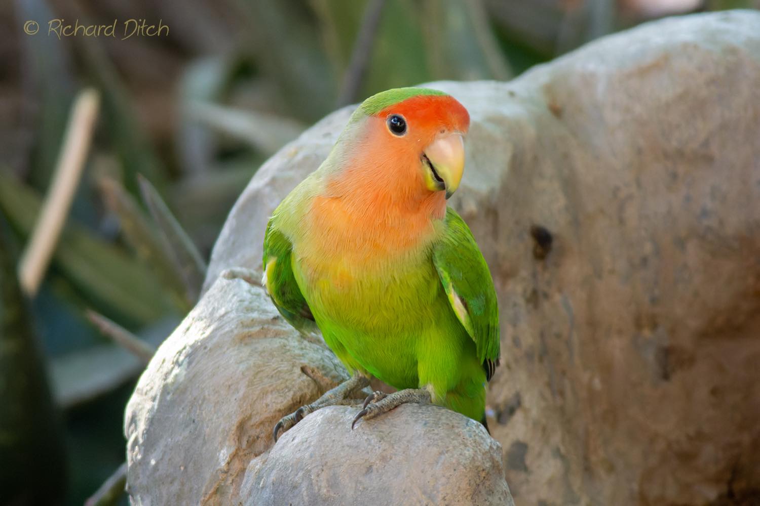 Solve Peach-faced Lovebird jigsaw puzzle online with 96 pieces