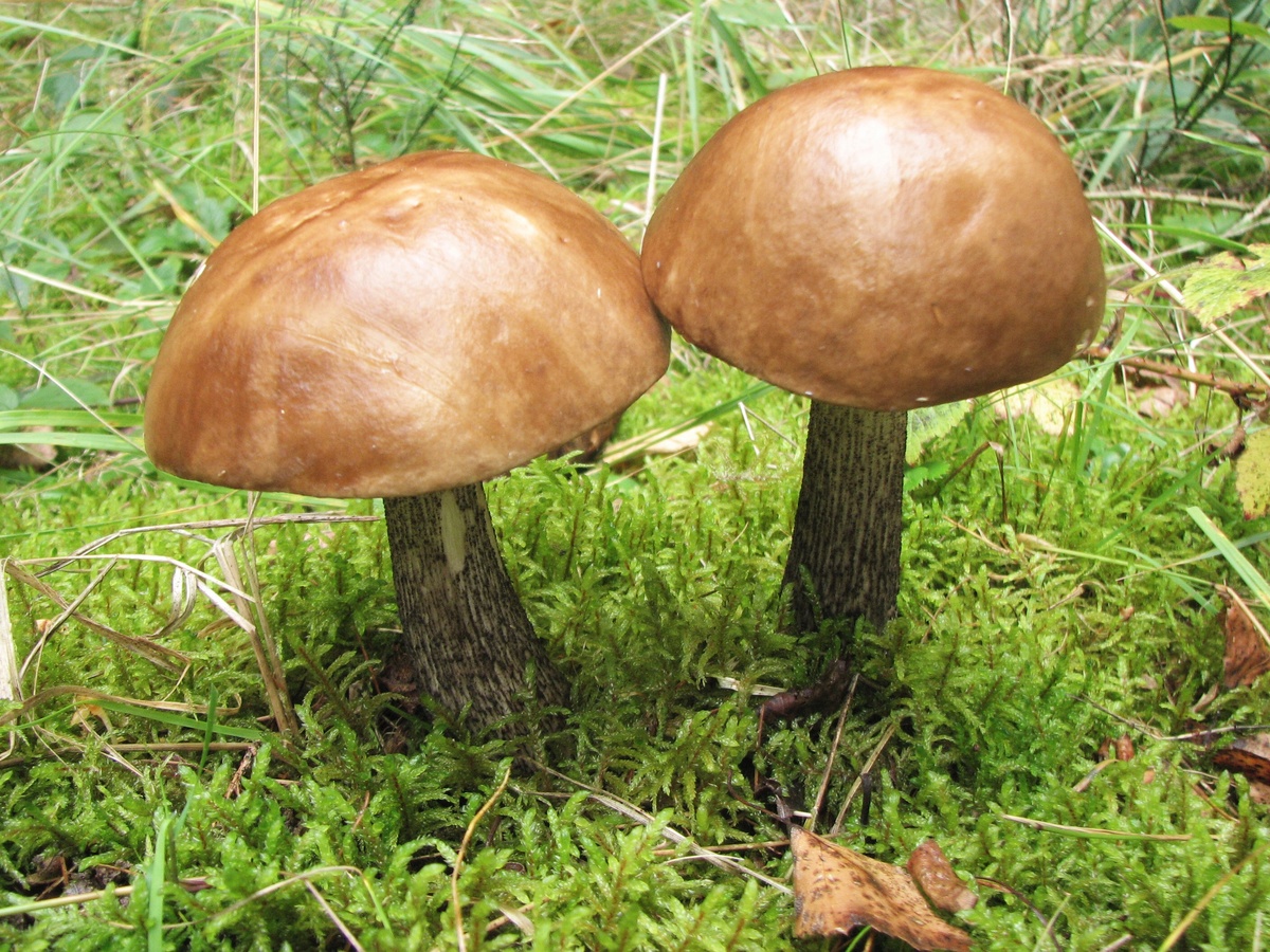 Solve kozak-brezovy jigsaw puzzle online with 300 pieces