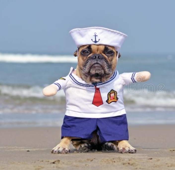 Solve Pug the sailor jigsaw puzzle online with 9 pieces