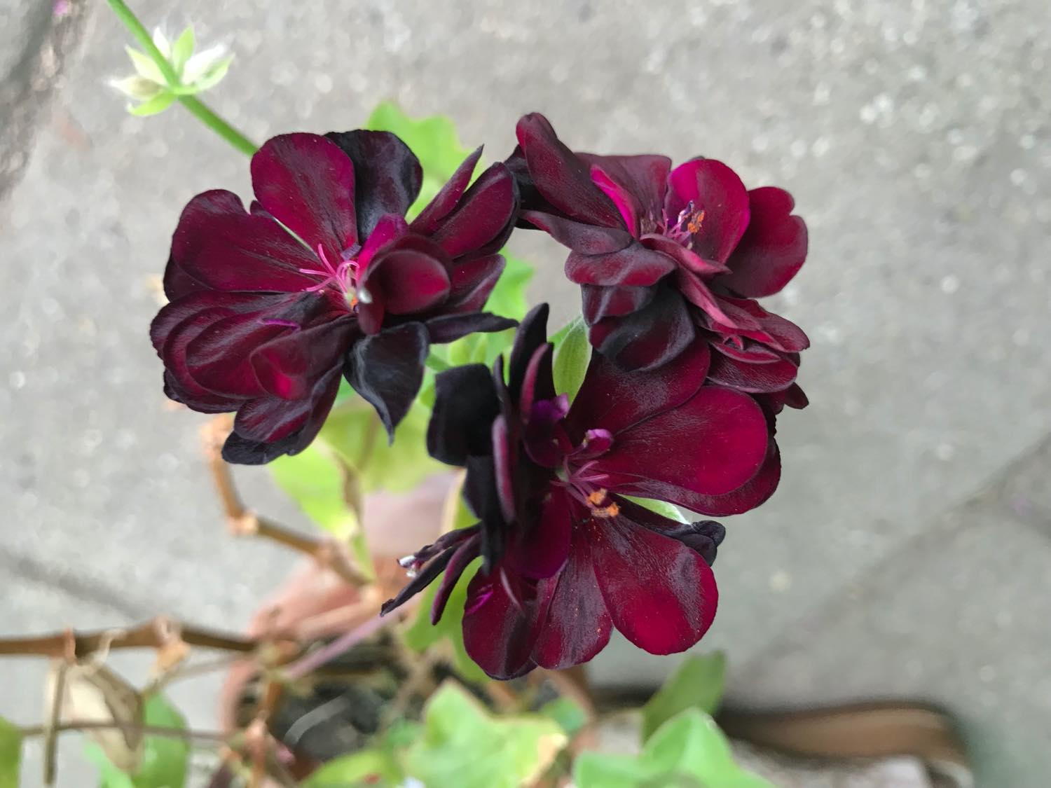 Solve Geranium Tommy (pelargonium) jigsaw puzzle online with 48 pieces