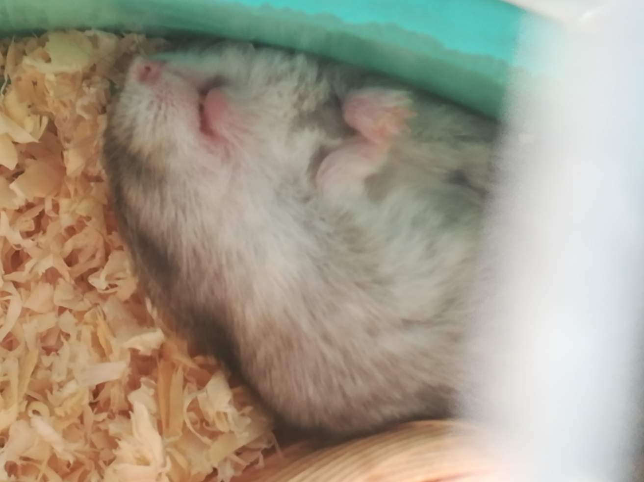 Solve Hamster jigsaw puzzle online with 30 pieces