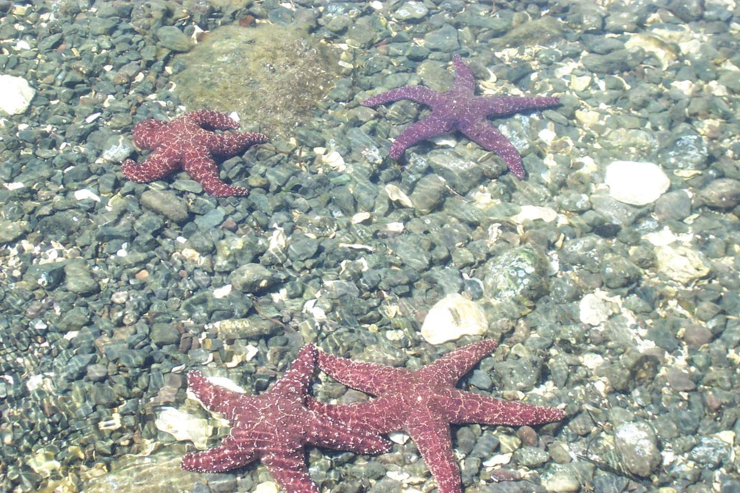 Solve Star fish in Puget Sound jigsaw puzzle online with 96 pieces