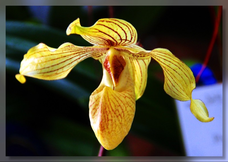 Solve Paphiopedilum Doll Gold jigsaw puzzle online with 12 pieces