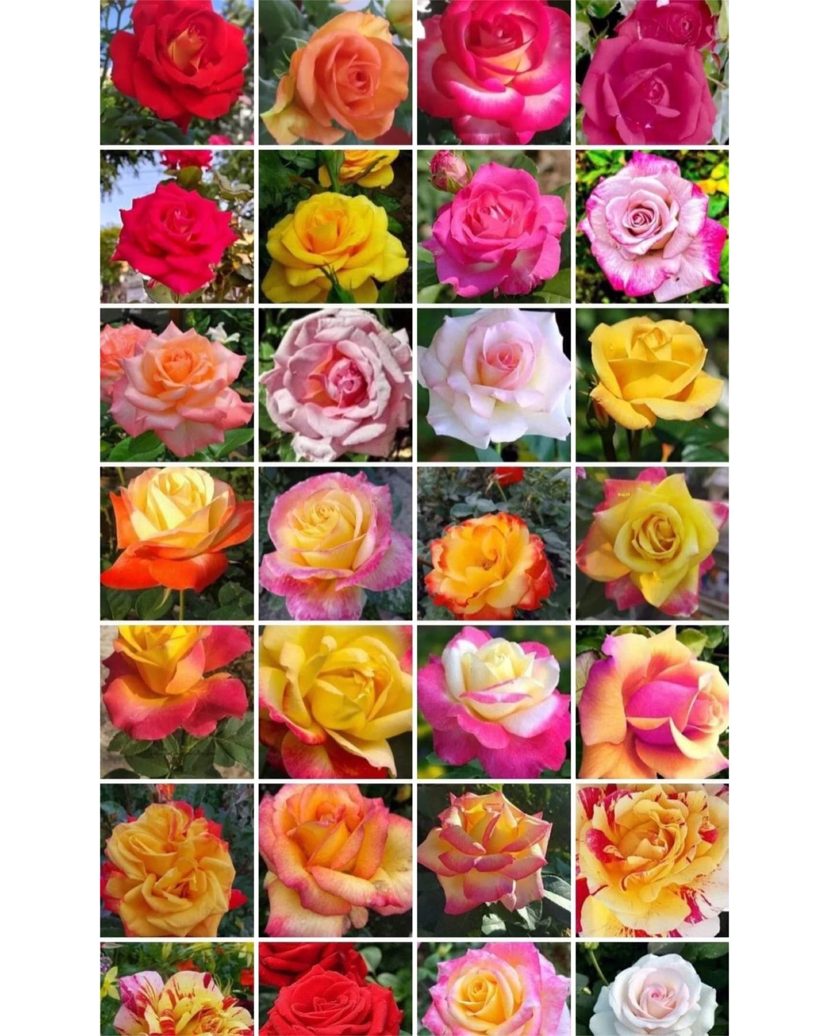 Solve Roses jigsaw puzzle online with 195 pieces