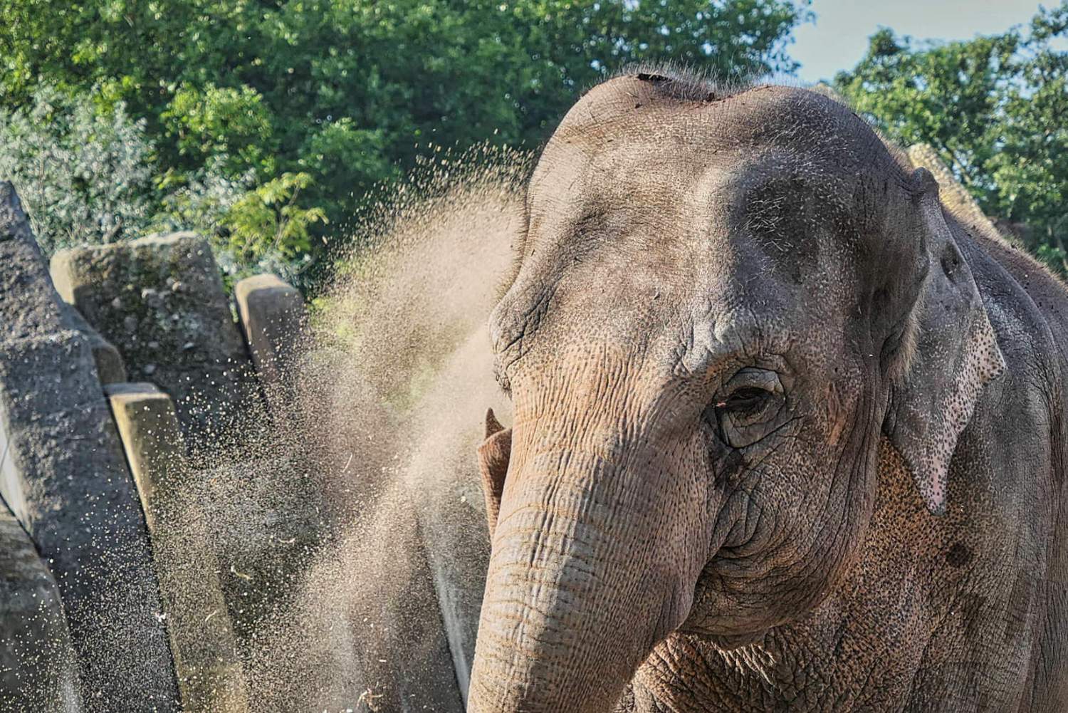 Solve Elephant Artis 210906-1340798 jigsaw puzzle online with 77 pieces