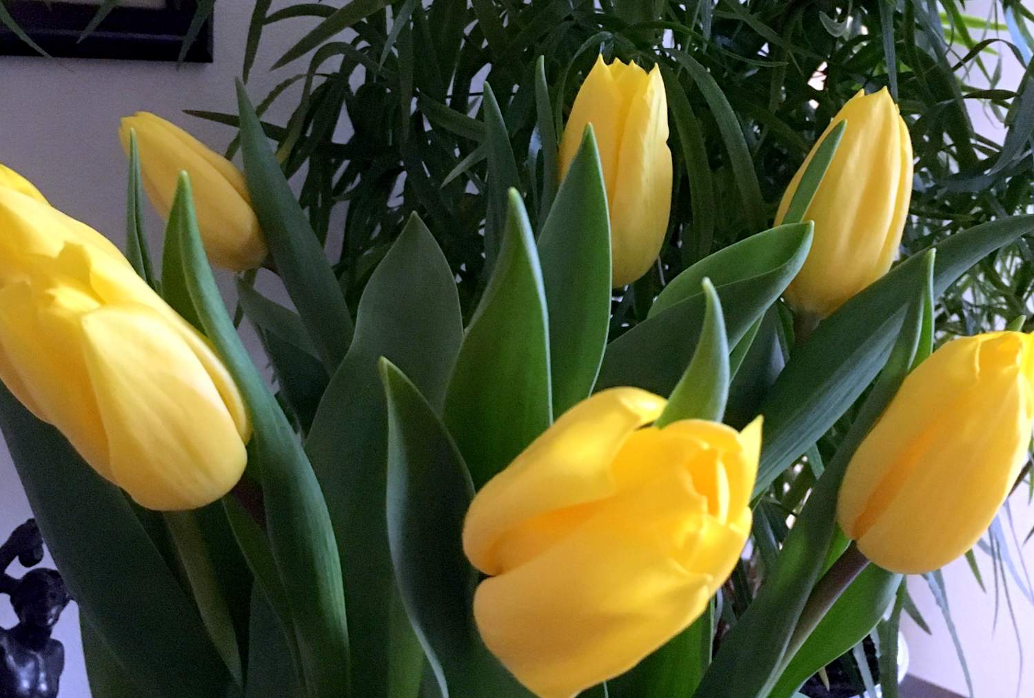 Solve Tulips jigsaw puzzle online with 96 pieces