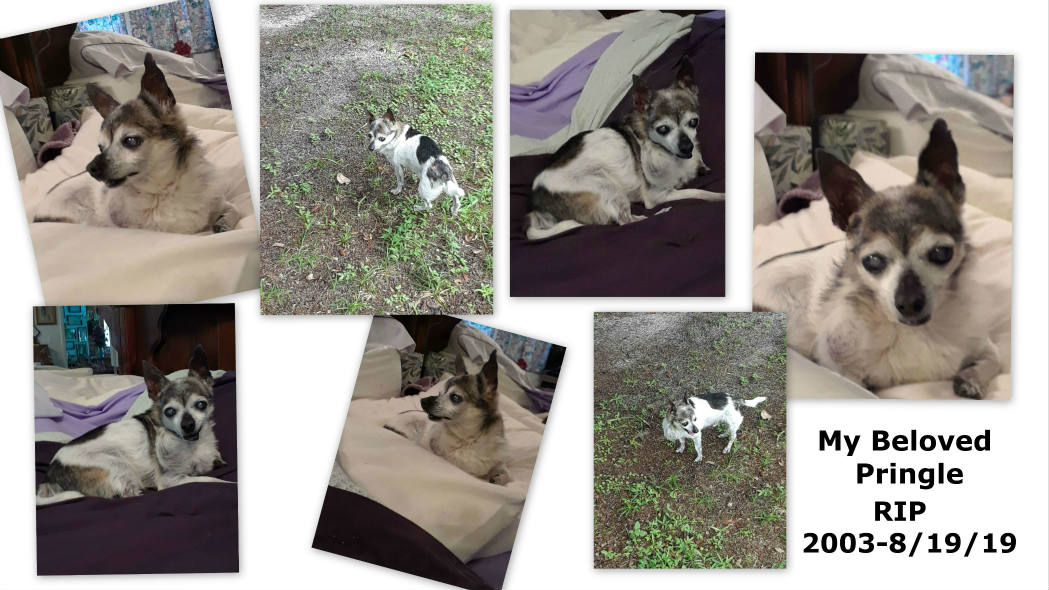 Solve My Precious Little Pringle Is Gone Across The Rainbow Bridge ...