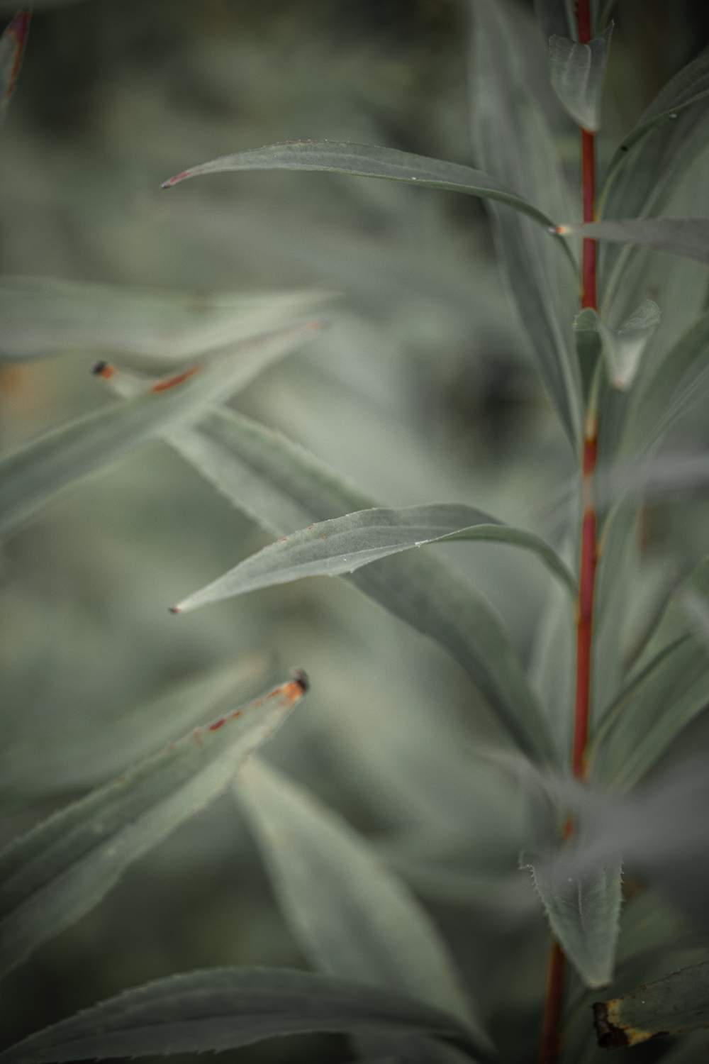 Solve soft green leaves jigsaw puzzle online with 96 pieces