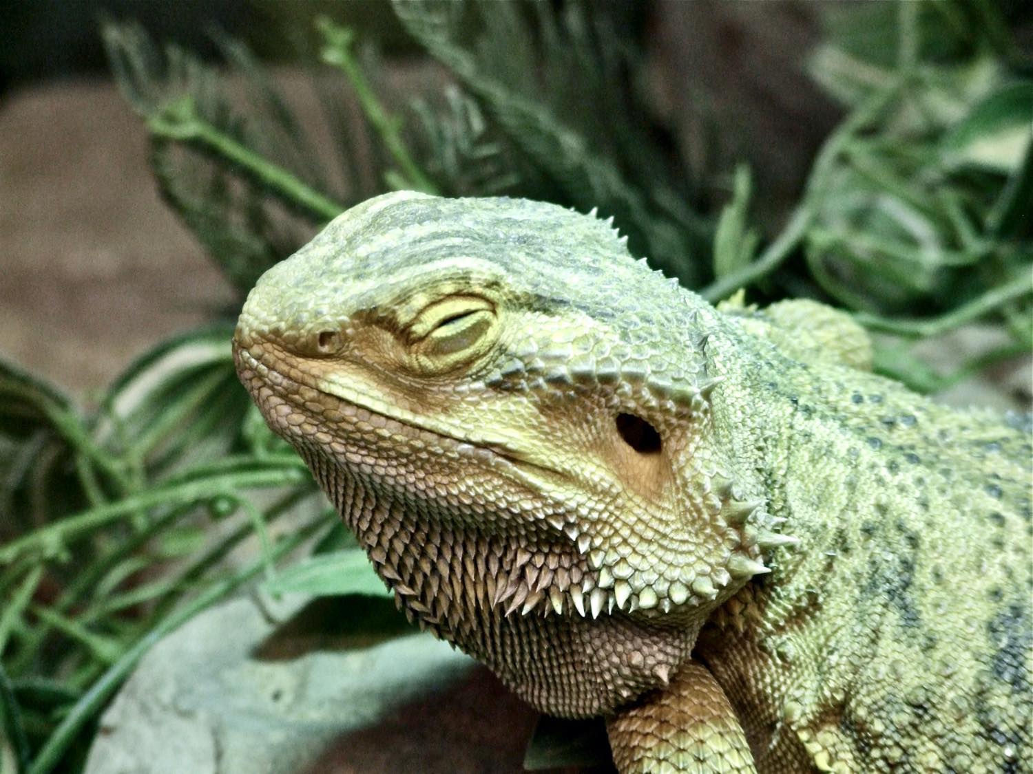 Solve Bearded Dragon jigsaw puzzle online with 99 pieces