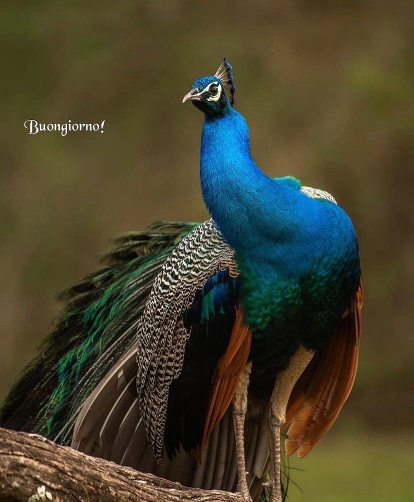 Solve Beautiful Peacock Jigsaw Puzzle Online With 72 Pieces