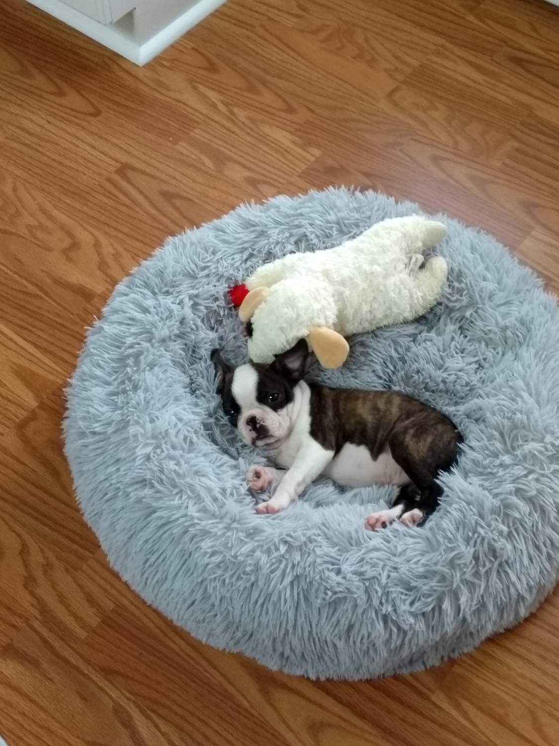 Solve Archie and his lambchop stuffy jigsaw puzzle online with 108 pieces