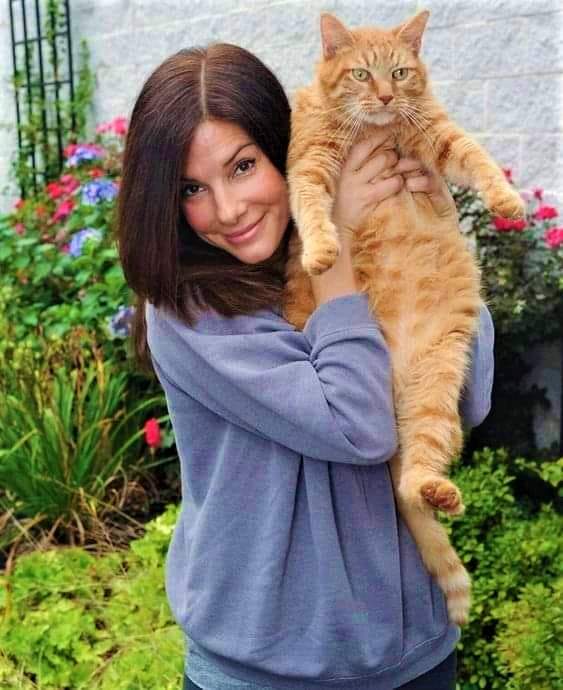 Solve Sandra Bullock with favorite cat jigsaw puzzle online with 63 pieces