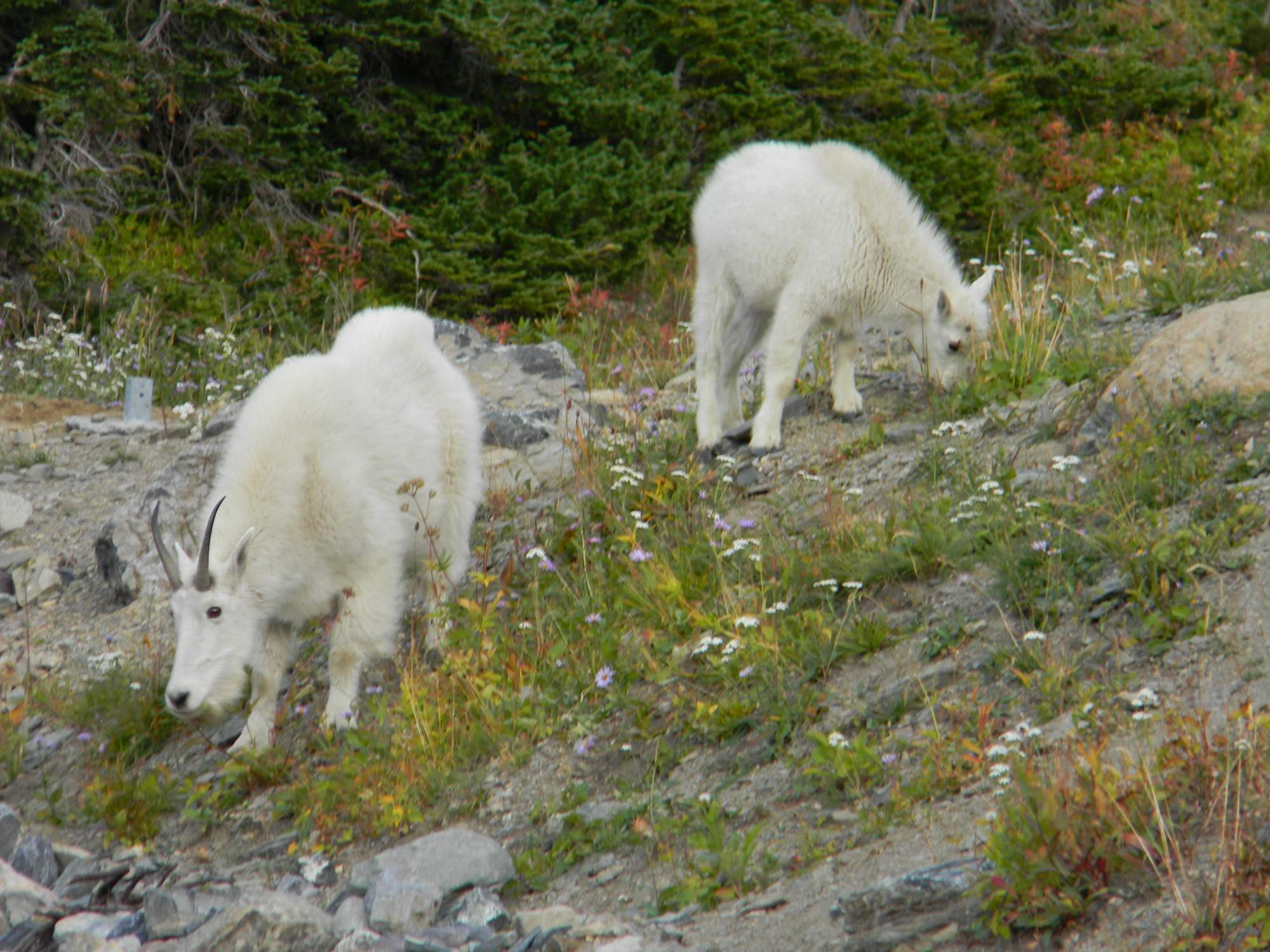Solve Mountain goats jigsaw puzzle online with 192 pieces