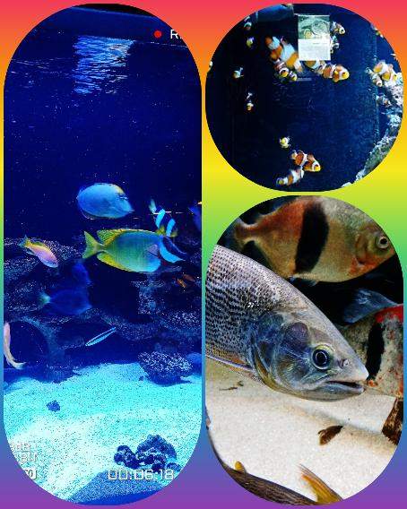 Solve ryba 3 jigsaw puzzle online with 30 pieces