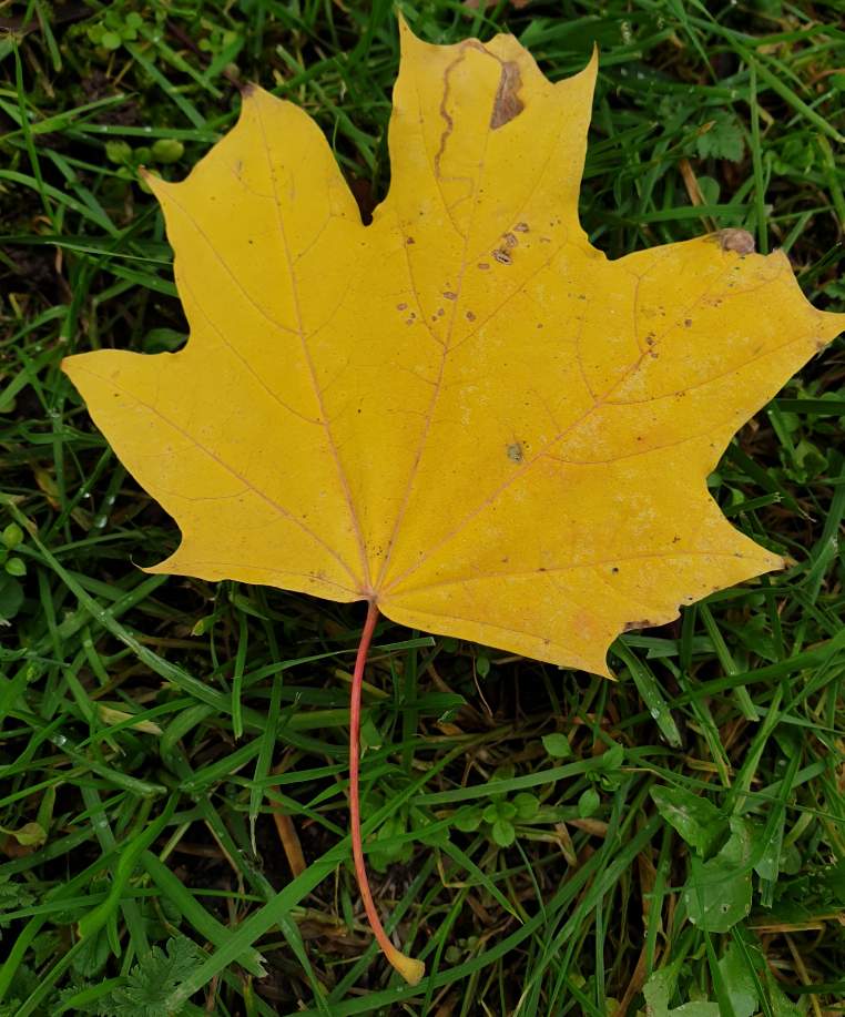 Solve Leave jigsaw puzzle online with 12 pieces