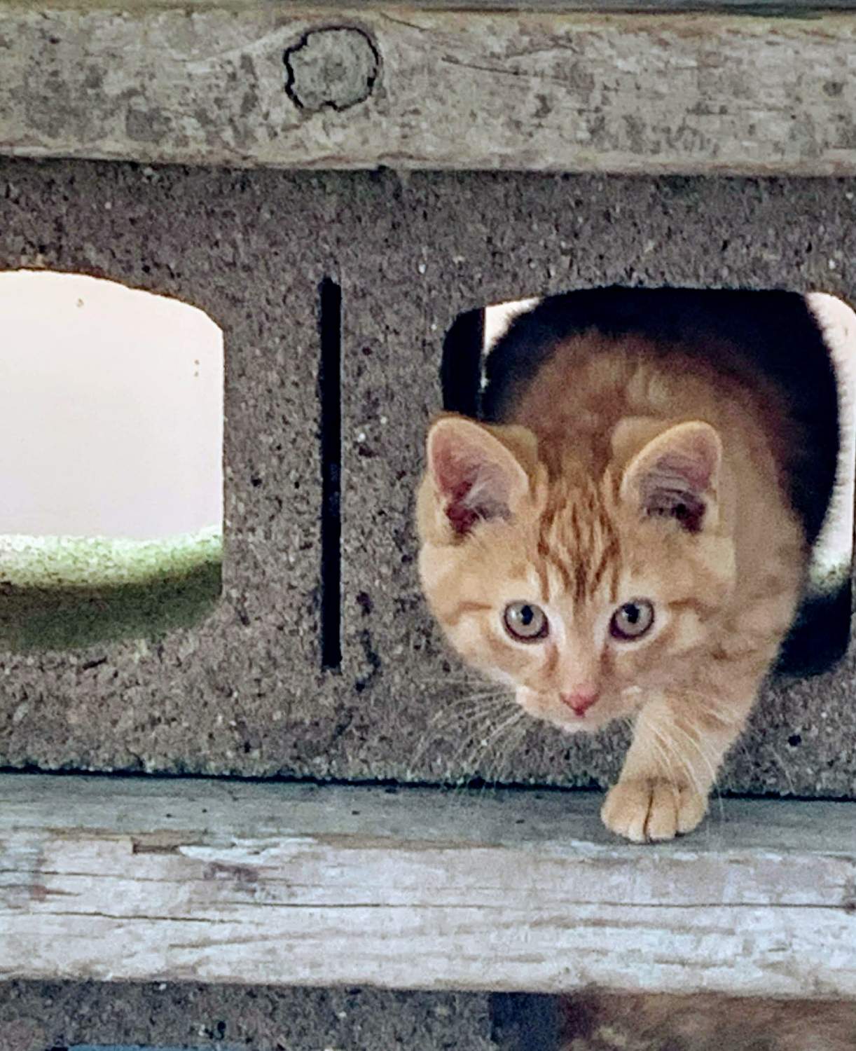 Solve Predator jigsaw puzzle online with 180 pieces