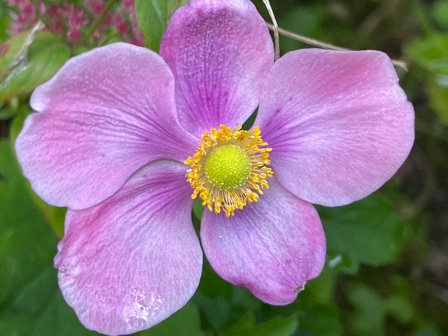 Solve Japanese anemone jigsaw puzzle online with 80 pieces