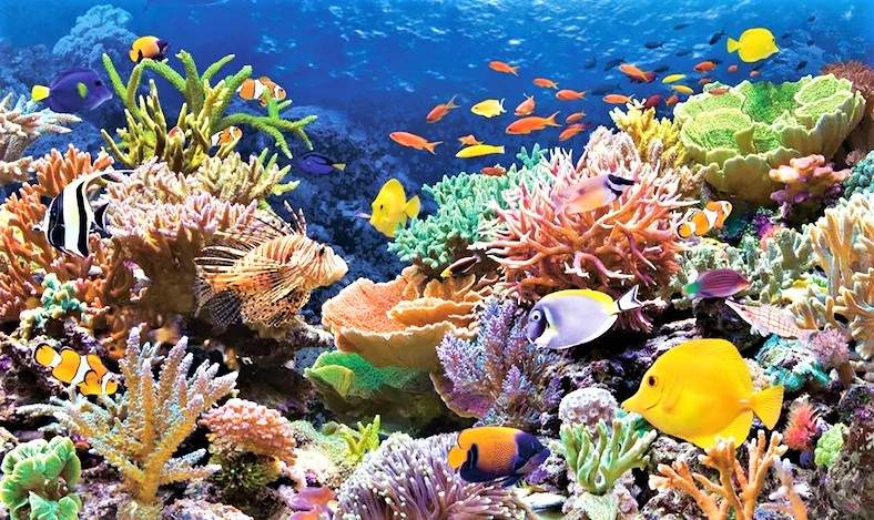 Solve A Delightfully Colorful Coral Reef jigsaw puzzle online with 104 ...