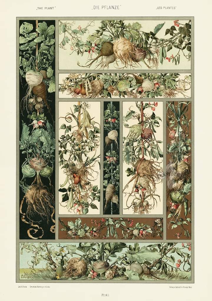 Solve Anton Seder (1850-1916) - Lithograph "Root Vegetables" 1890 ...