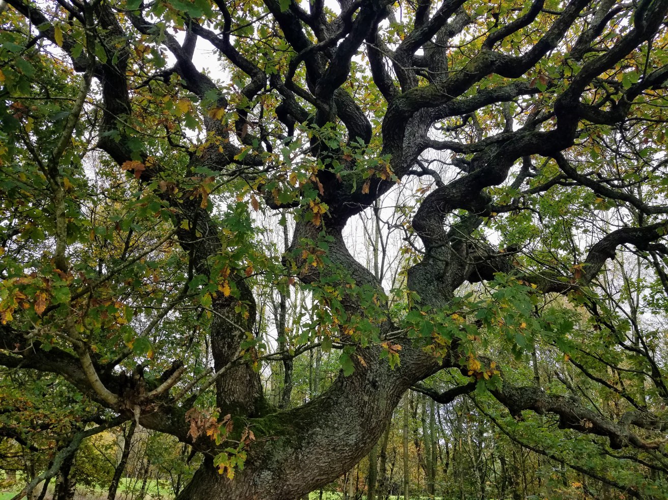 Solve A Gnarled Old Oak Tree jigsaw puzzle online with 30 pieces