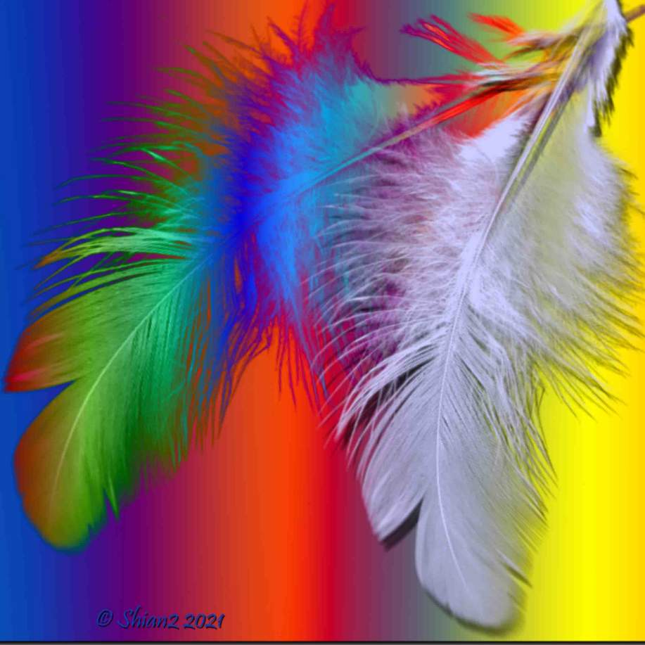 Solve Feathers jigsaw puzzle online with 16 pieces