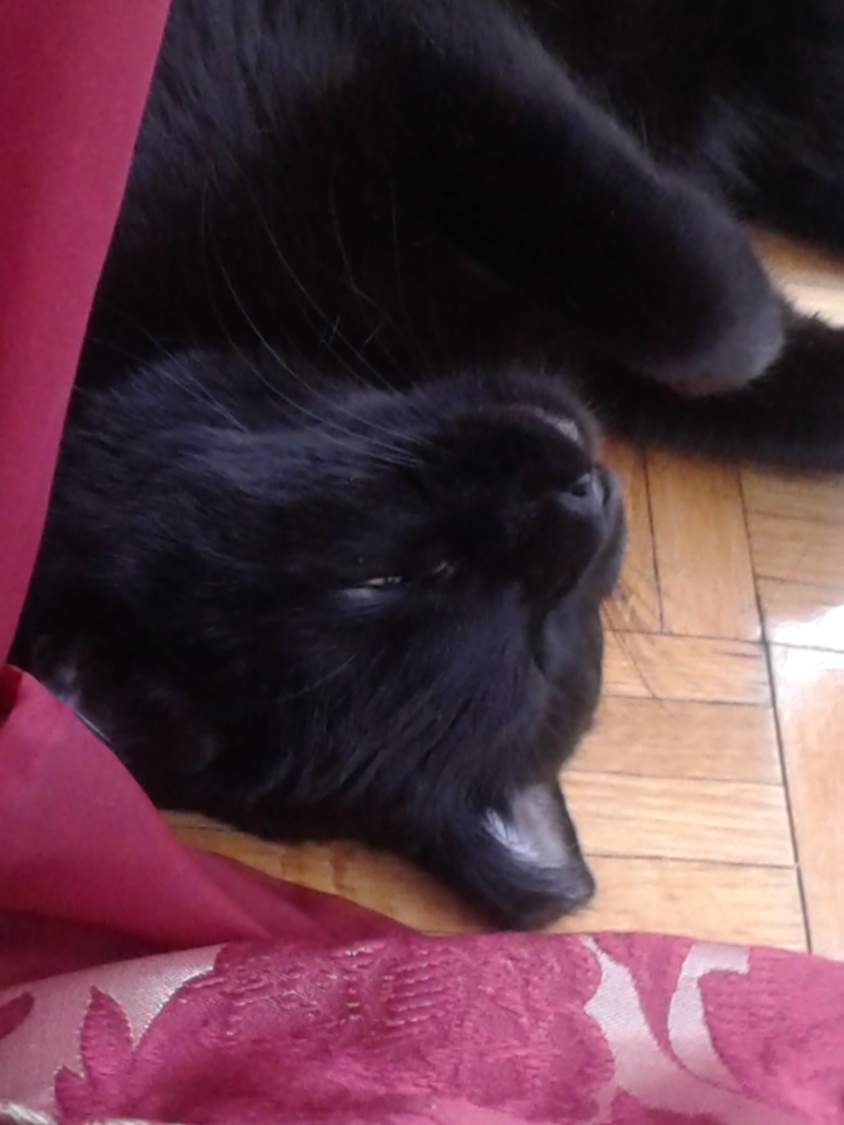 Solve Raven sleeping in the drapes jigsaw puzzle online with 35 pieces