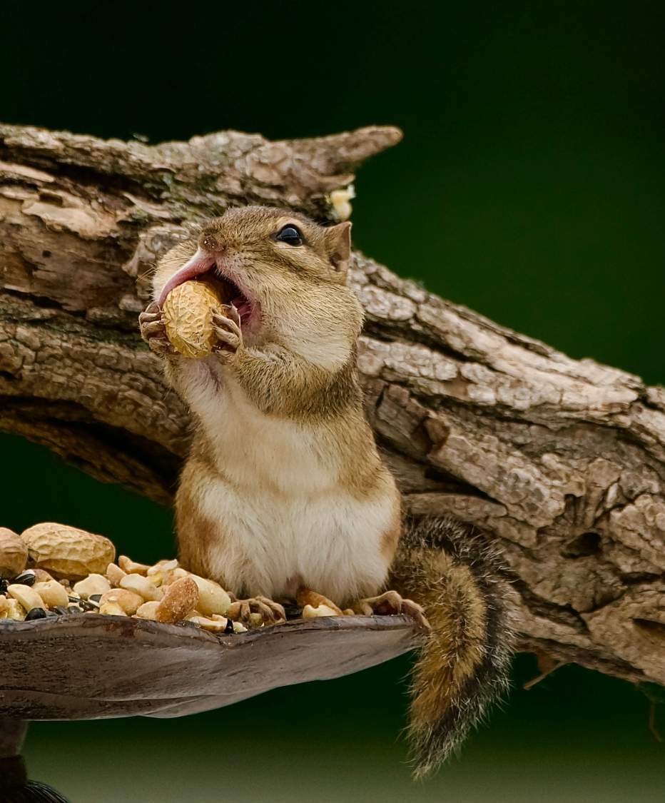 Solve CHUBBY CHIPMUNK jigsaw puzzle online with 56 pieces