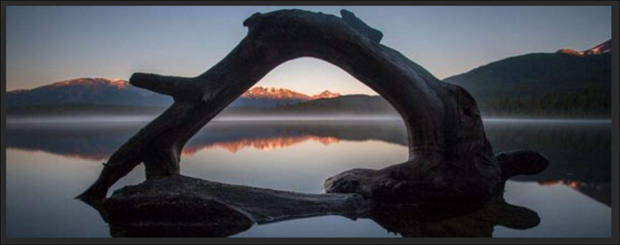 Jigsaw Puzzle | ~A bent tree trunk~ | 119 pieces | Jigidi