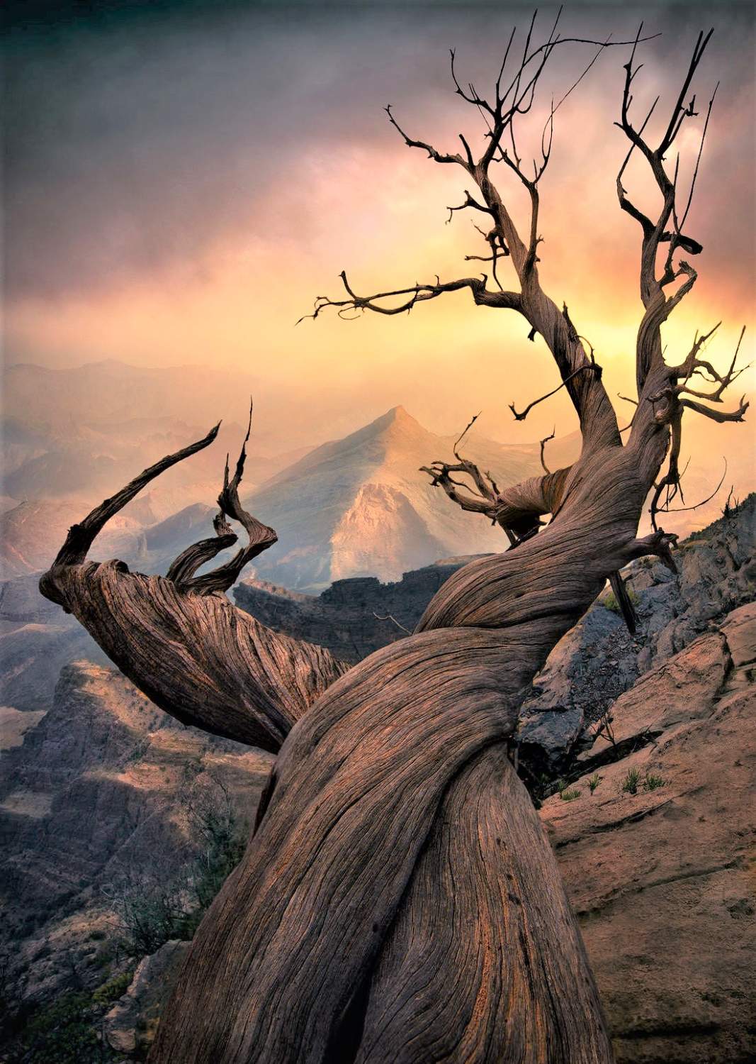 Solve Gnarly old tree jigsaw puzzle online with 130 pieces