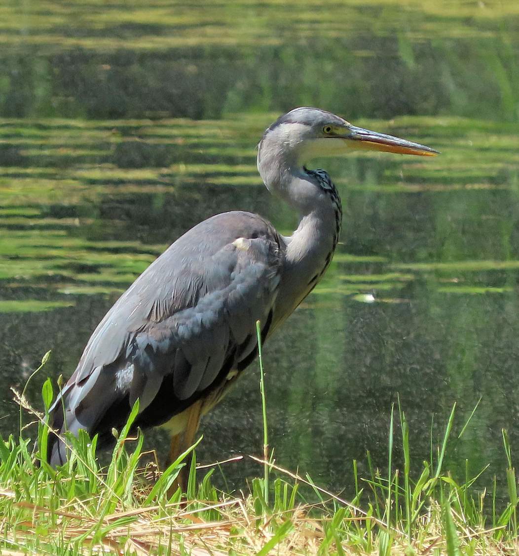 Solve young heron at the edge of the pond (jonge reiger) jigsaw puzzle ...