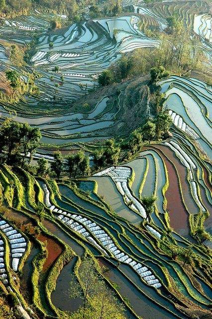 Solve Rice Fields jigsaw puzzle online with 70 pieces