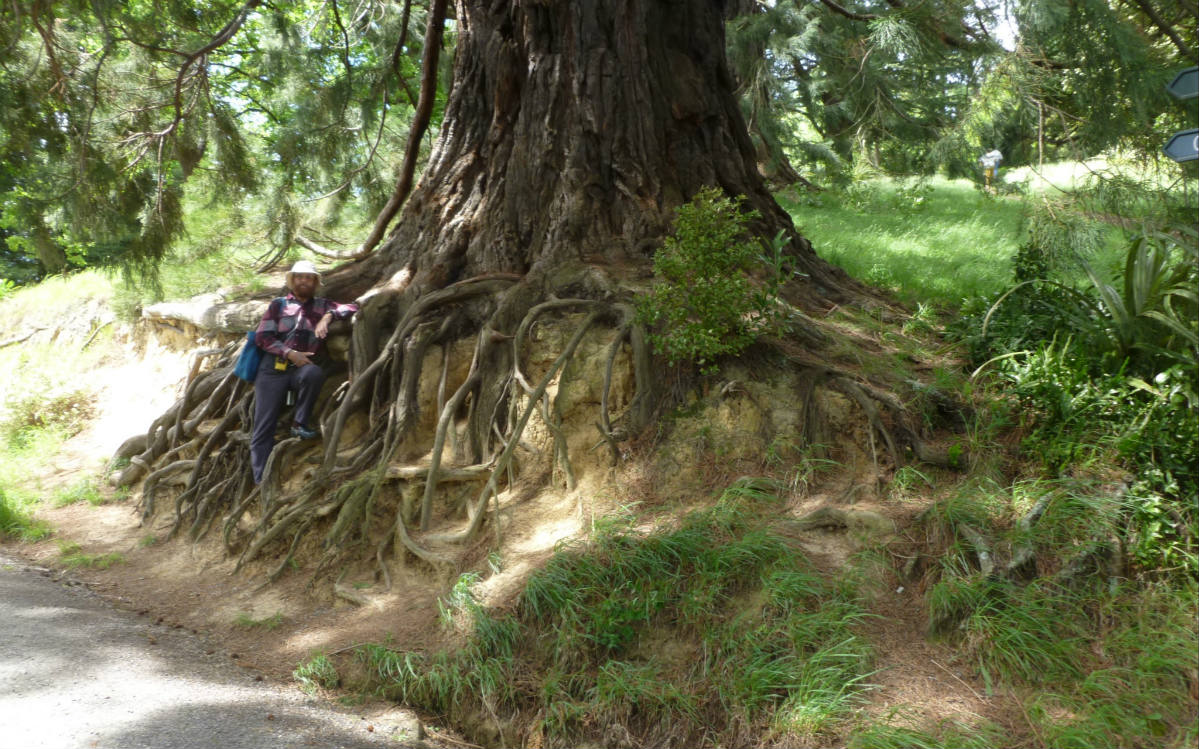 Solve Gnome amongst the tree roots jigsaw puzzle online with 54 pieces