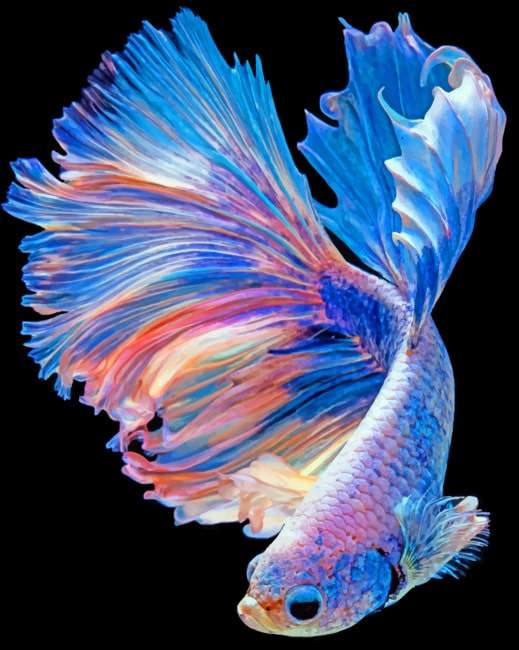 Solve silver betta fish jigsaw puzzle online with 80 pieces