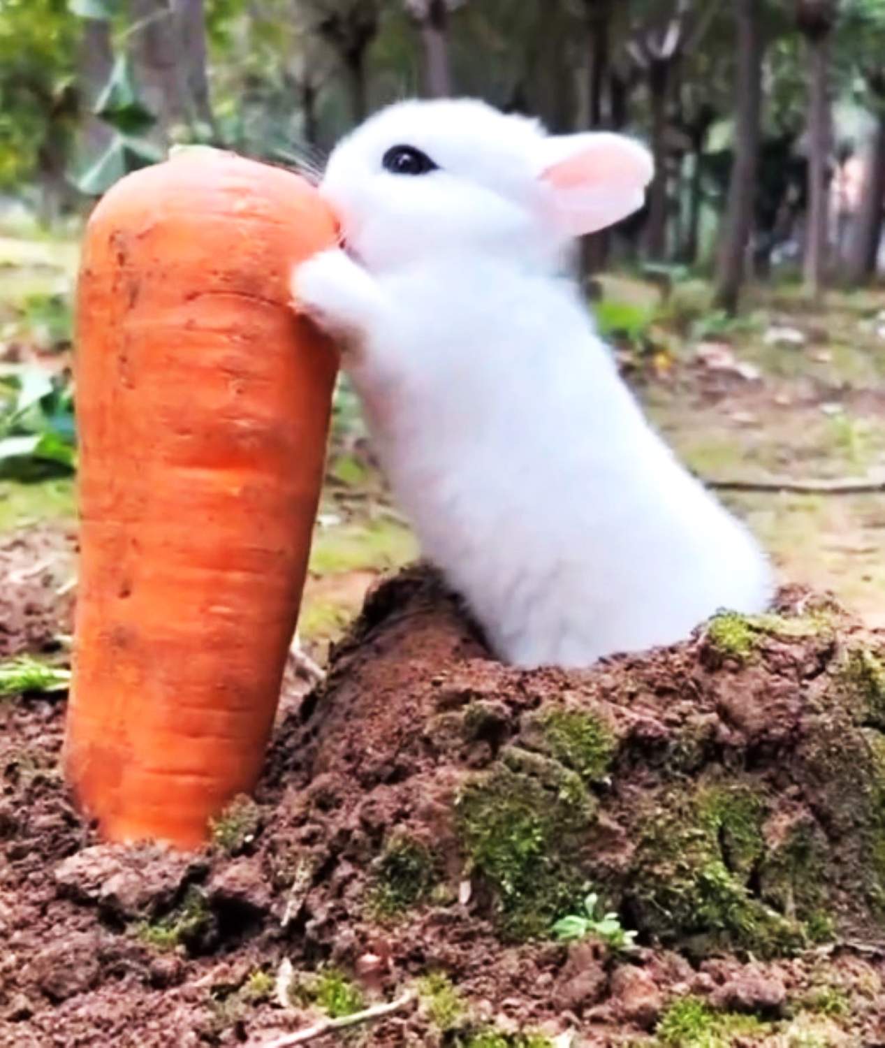 Solve Little Bunny-Big Carrot jigsaw puzzle online with 378 pieces