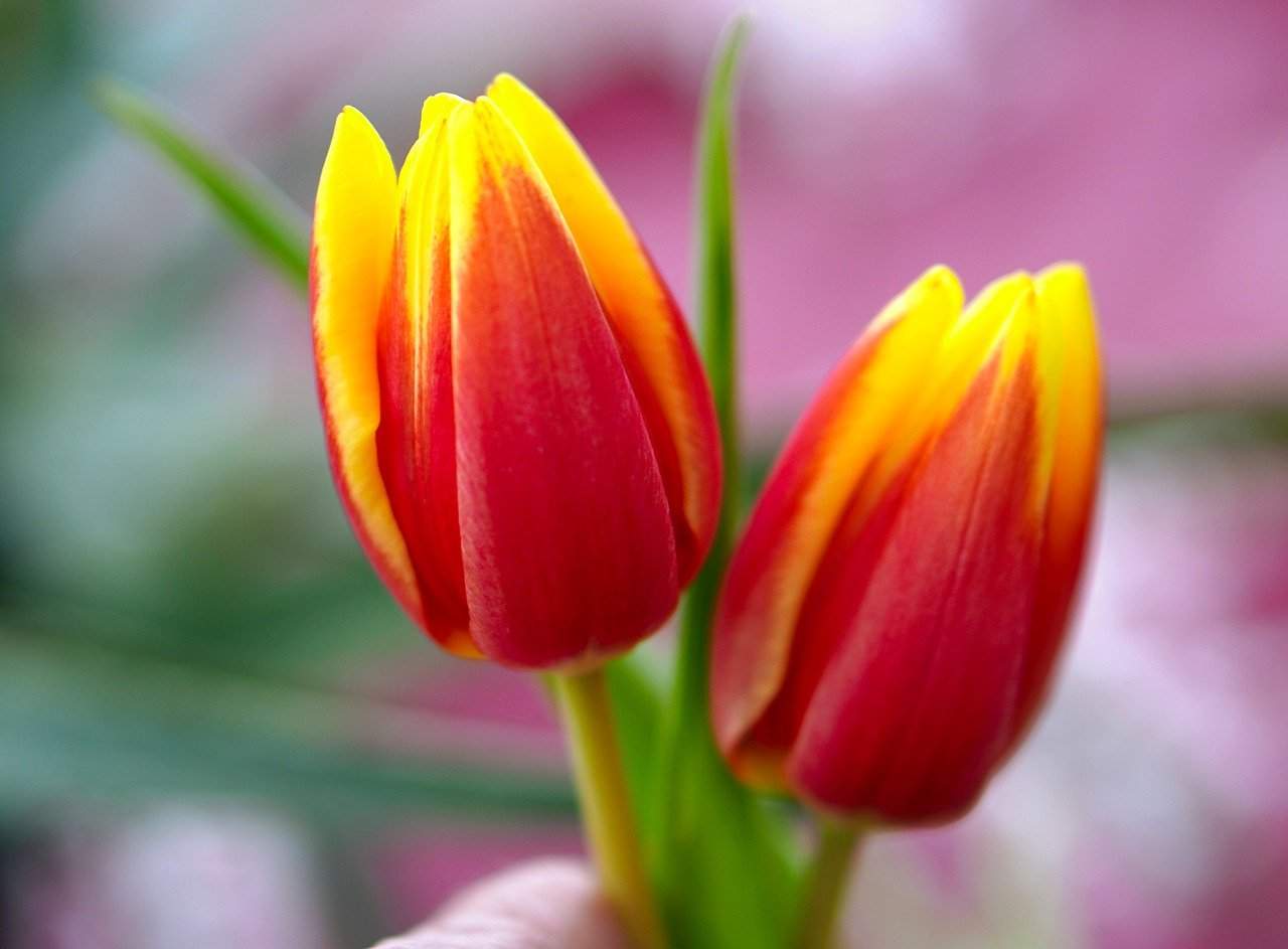 Solve tulips-48 jigsaw puzzle online with 108 pieces