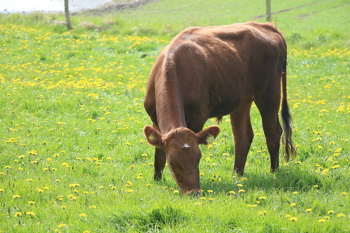 Solve Grassing Cow (medium) jigsaw puzzle online with 96 pieces