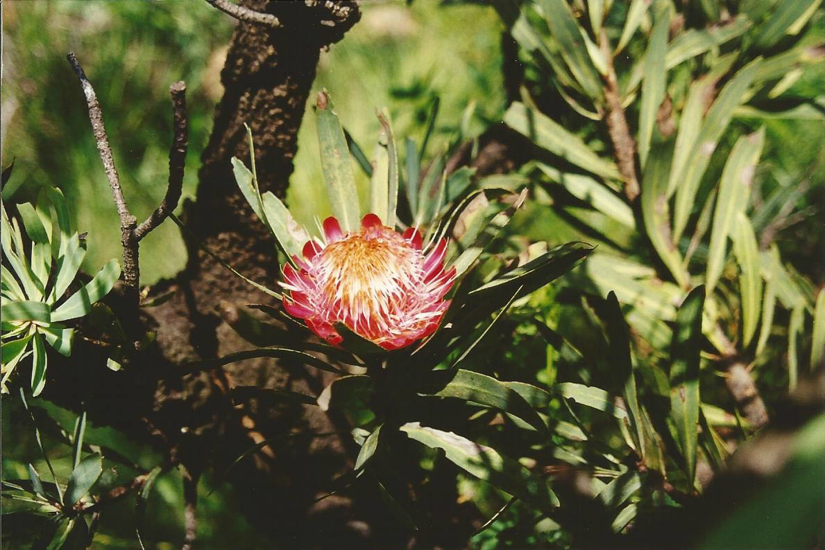 Solve King Protea, Natal, South Africa jigsaw puzzle online with 54 pieces