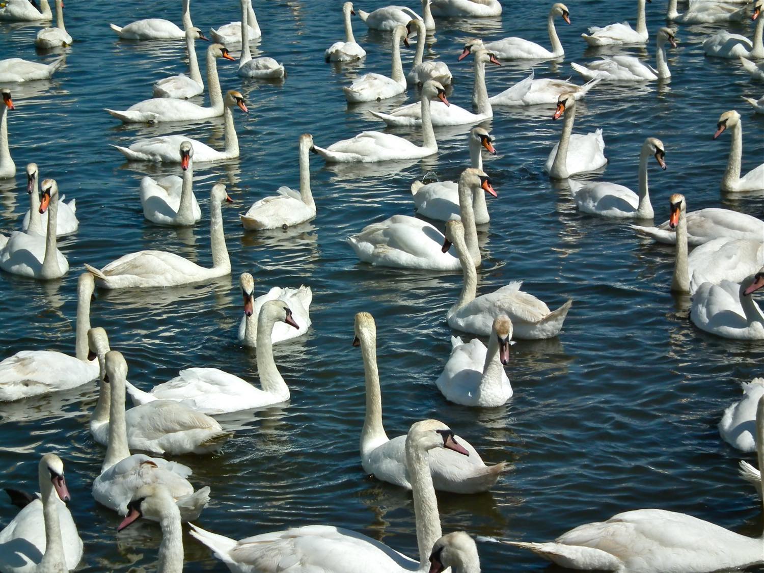 Solve Mute Swans jigsaw puzzle online with 99 pieces