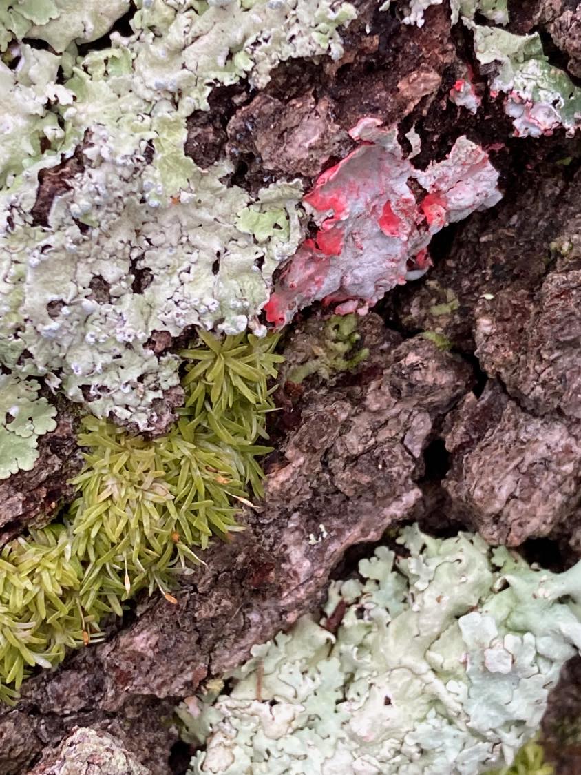 Solve Stuff growing on tree bark jigsaw puzzle online with 48 pieces