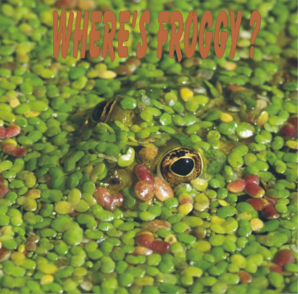 Solve WHERE'S FROGGY? jigsaw puzzle online with 9 pieces