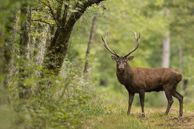 Solve stag jigsaw puzzle online with 35 pieces