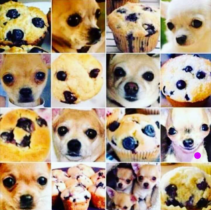 Solve Blueberry Muffin or Chihuahua? jigsaw puzzle online with 36 pieces