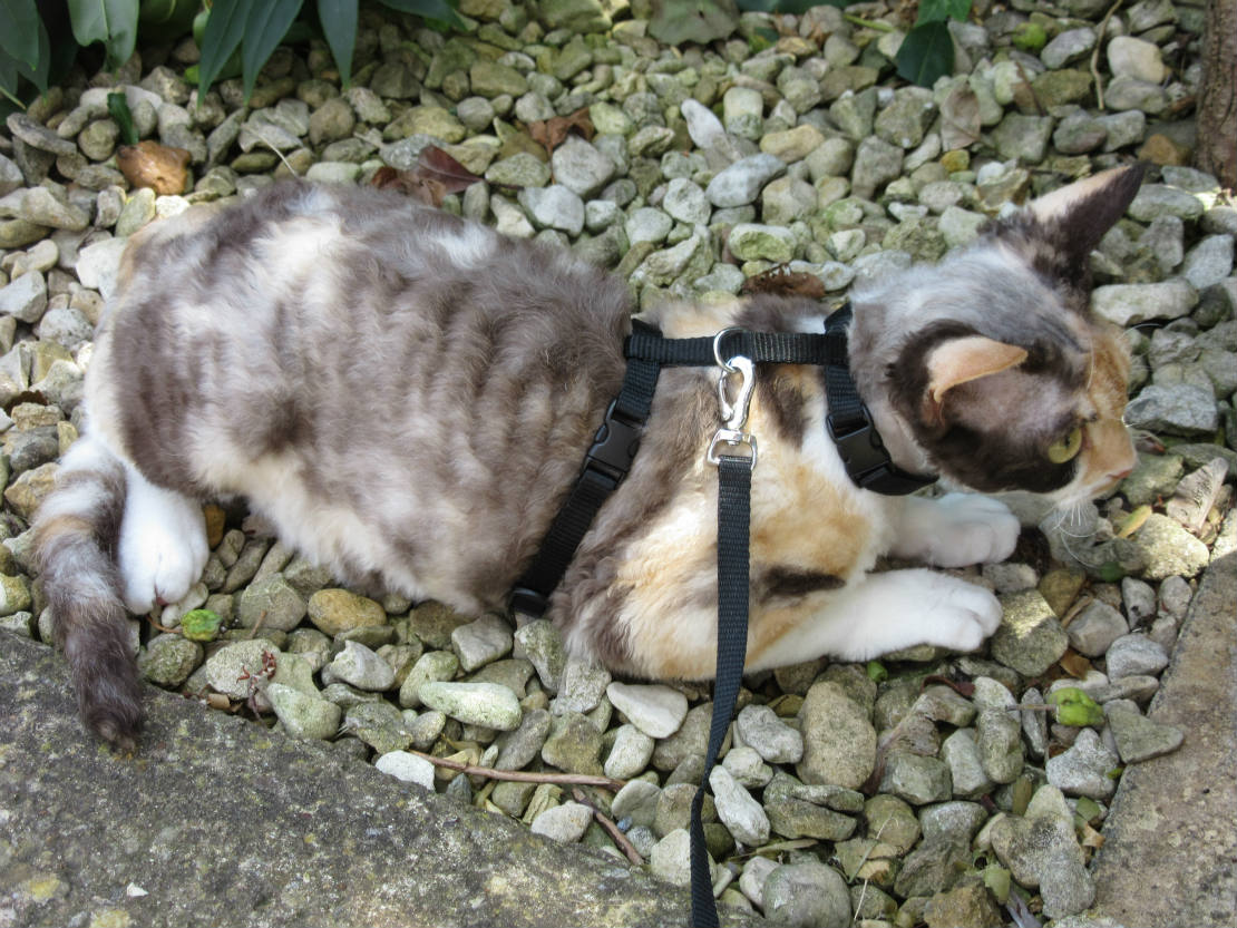 Solve can you spot me??? jigsaw puzzle online with 35 pieces