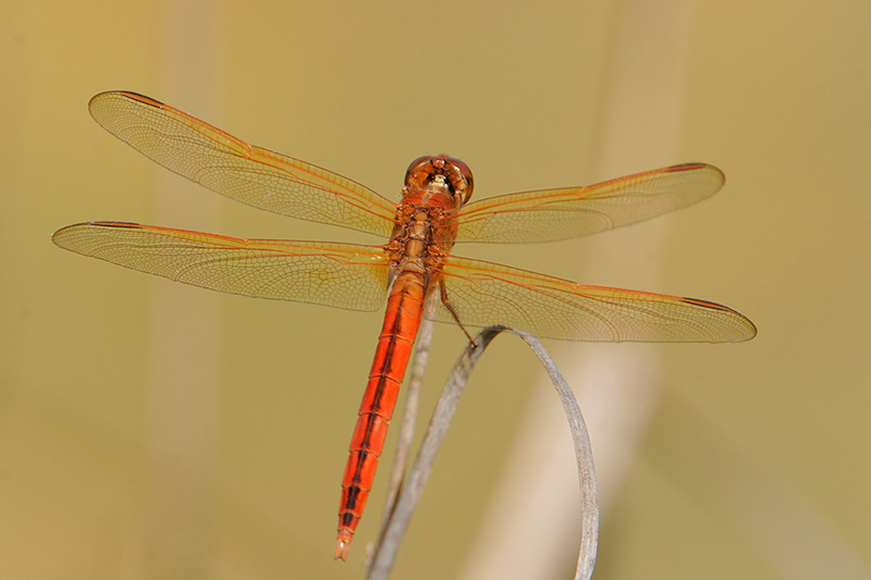 Solve 029 Needham's Skimmer by Greg Lavaty jigsaw puzzle online with 12 ...