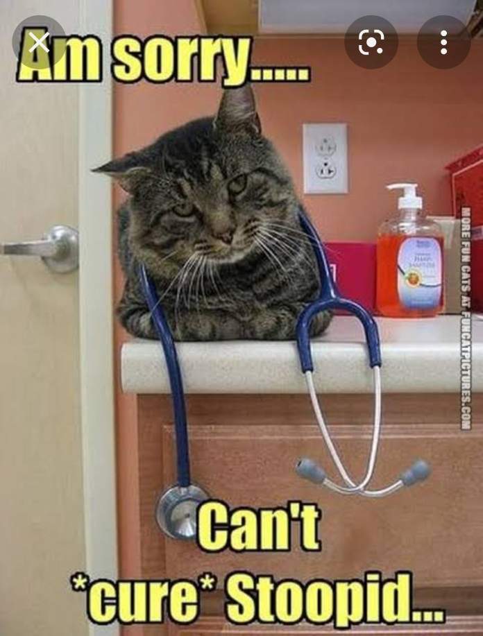 Solve Doctor Kitty-cat jigsaw puzzle online with 12 pieces