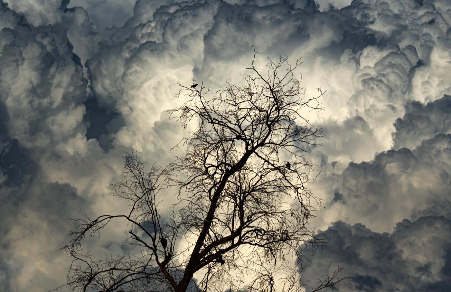 Solve clouds & dead tree jigsaw puzzle online with 77 pieces