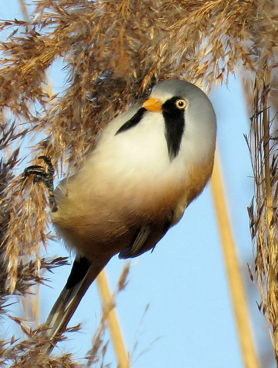 Solve male bearded reedling (baardmannetje) jigsaw puzzle online with ...