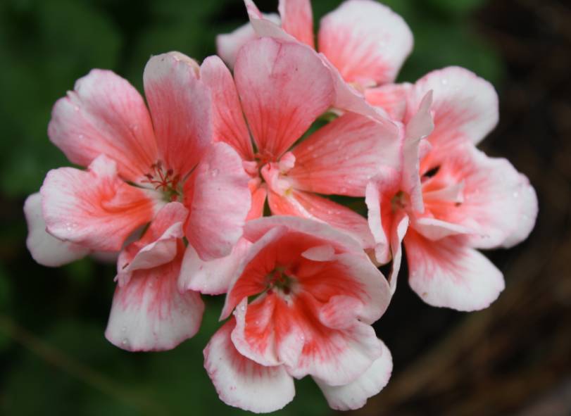 Solve Geranium jigsaw puzzle online with 30 pieces