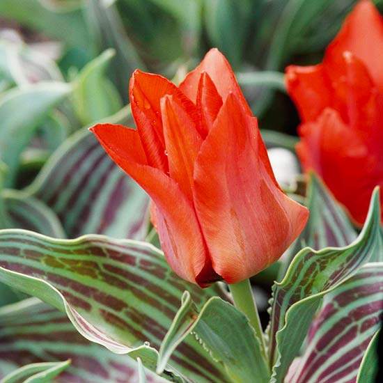 Solve Greigii Tulip - Tulips originated in Turkey / but this one's ...